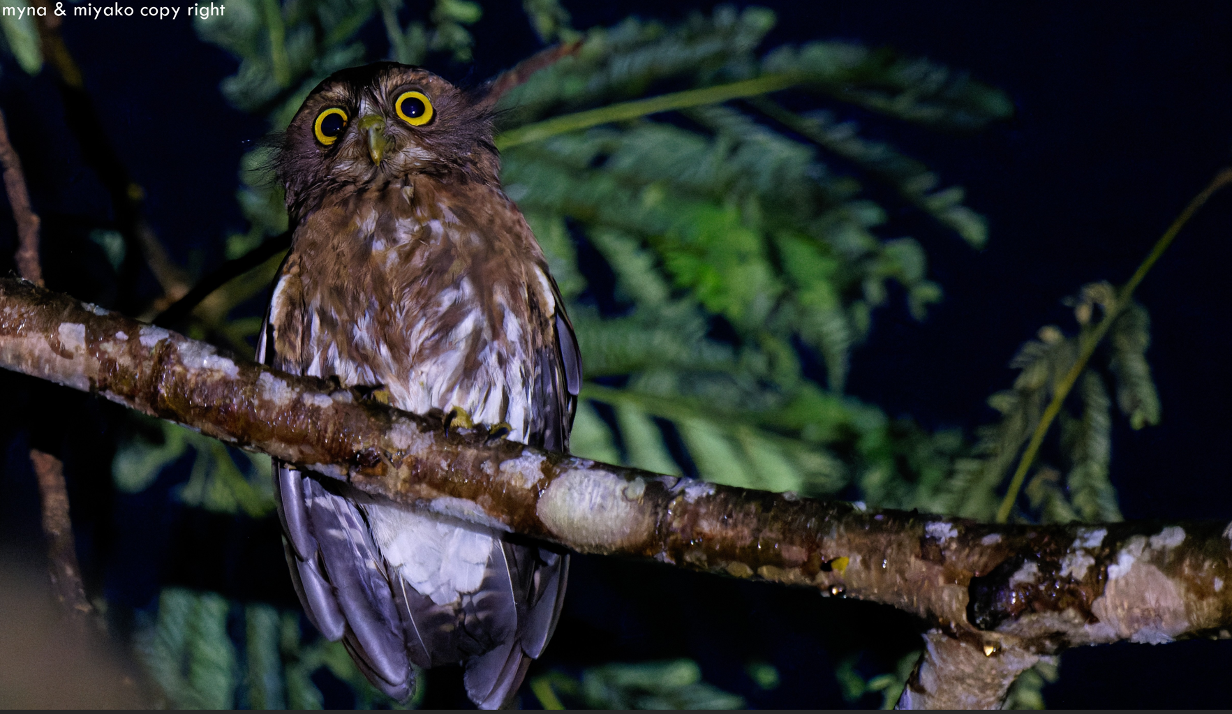Endemic owl, Chocolate Boobook Apr 2025
