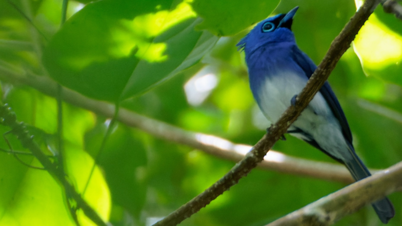 Encounter with the Short-crested Monarch at PICOP – March 2025